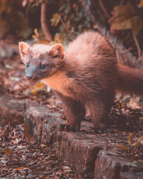 Martora Images – Browse 6 Stock Photos, Vectors, and Video | Adobe Stock