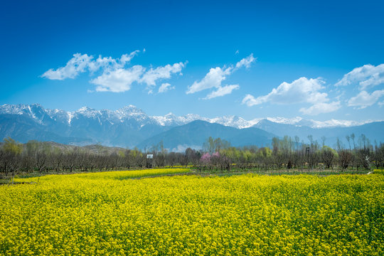 "Mustard Field" Images – Browse 1,502 Stock Photos, Vectors, and Video ...