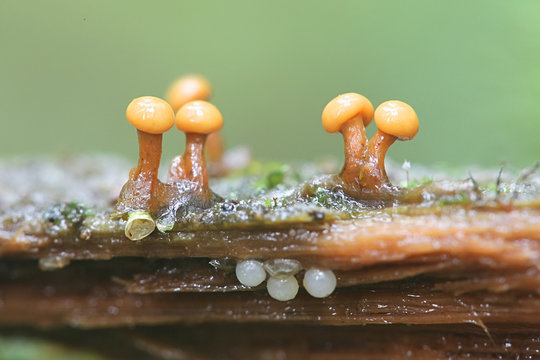 Aethalium Images – Browse 51 Stock Photos, Vectors, and Video | Adobe Stock