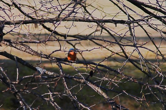 Otterrute Bilder – Durchsuchen 103 Archivfotos, Vektorgrafiken und ...