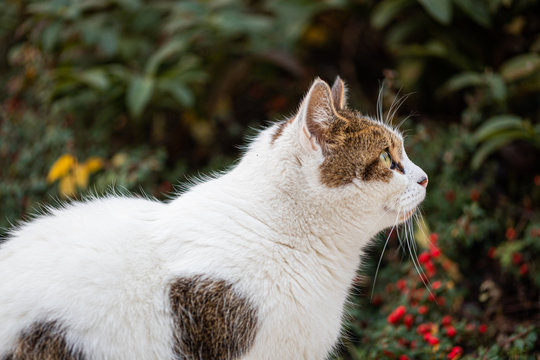 Semi-Profile Bilder – Durchsuchen 180 Archivfotos, Vektorgrafiken und ...