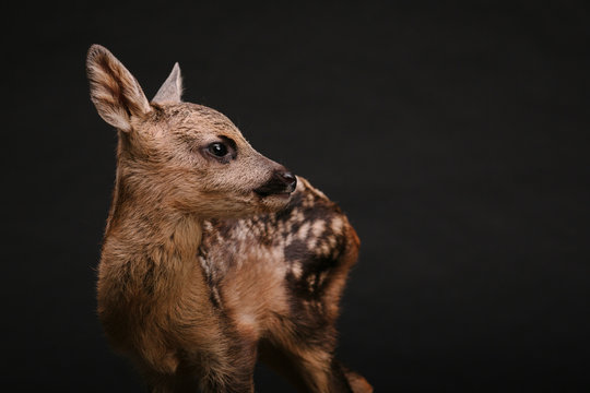 32,345 BESTE Rehaugen BILDER, STOCK-FOTOS & -VEKTORGRAFIKEN | Adobe Stock