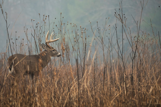 Imágenes de Ungulata: descubre bancos de fotos, ilustraciones, vectores ...
