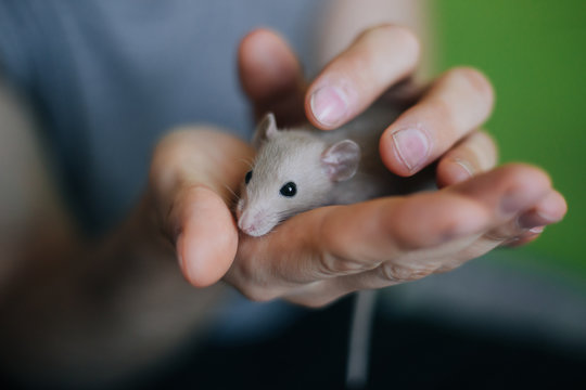 A Little Pet Mouse