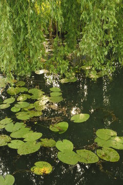 Nifee Images – Browse 15 Stock Photos, Vectors, and Video | Adobe Stock