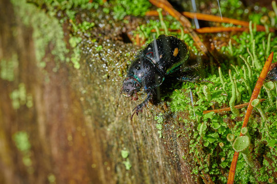 Pung Bilder – Durchsuchen 219 Archivfotos, Vektorgrafiken und Videos ...
