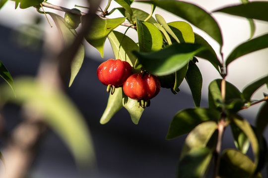 Pitanga Images – Browse 17 Stock Photos, Vectors, and Video | Adobe Stock