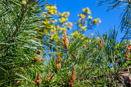 Piney 이미지 – 찾아보기 272 스톡 사진, 벡터 및 비디오 | Adobe Stock