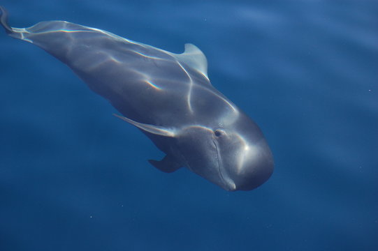 Pilotwal Images – Browse 75 Stock Photos, Vectors, and Video | Adobe Stock