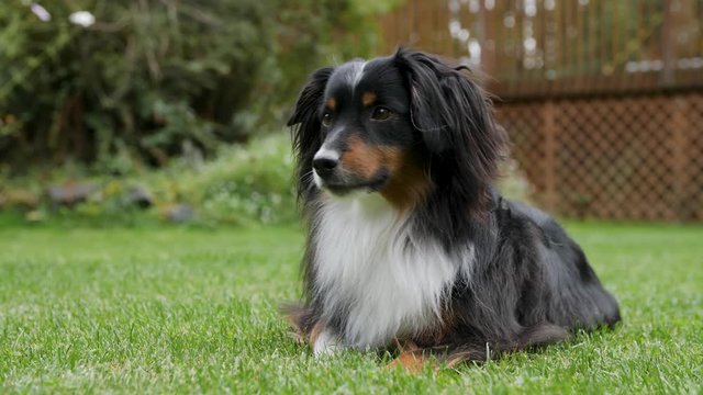 "Mini Australian Shepherd" Images – Browse 687 Stock Photos, Vectors ...