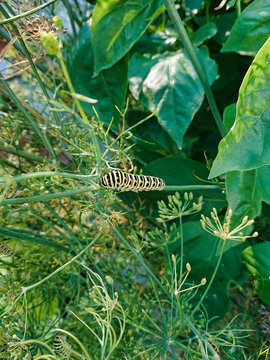 Planze Bilder – Durchsuchen 1,576 Archivfotos, Vektorgrafiken und ...