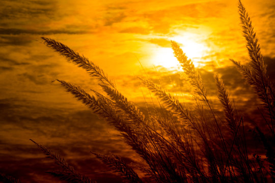 159 件の最適な Kashful 画像、ストック写真、ベクター | Adobe Stock