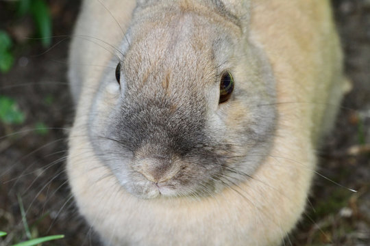 Lagomorphe Images – Parcourir 4,160 le catalogue de photos, vecteurs et ...
