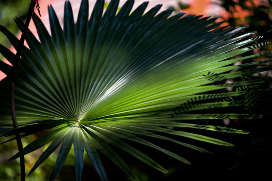 "Ruffled Fan Palm" Images – Browse 58 Stock Photos, Vectors, and Video ...