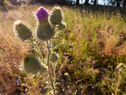 Distelarten-Bilder: Stock-Fotos & -Videos. | Adobe Stock