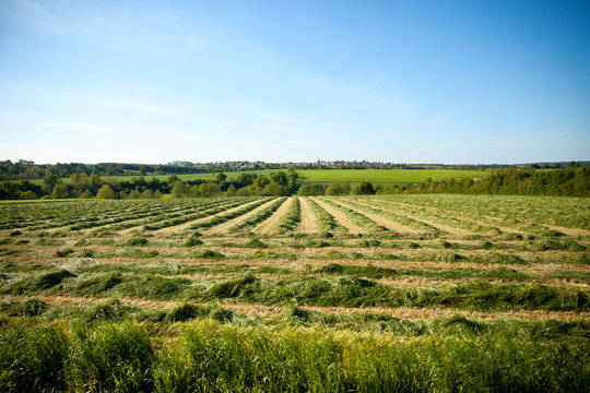 Bocage Images – Browse 45 Stock Photos, Vectors, and Video | Adobe Stock