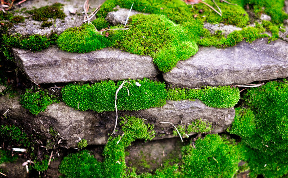 รูปภาพ"Moss Wall" – เลือกดูภาพถ่ายสต็อก เวกเตอร์ และวิดีโอ726 | Adobe Stock