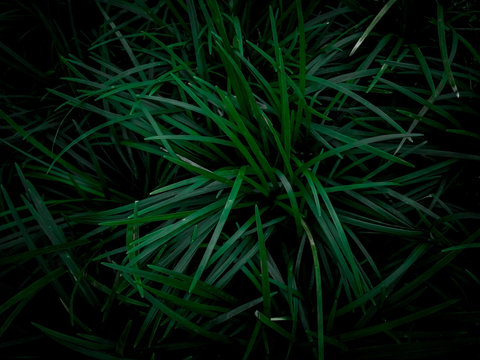 Dark Green Grass Background Images – Browse 182,084 Stock Photos ...