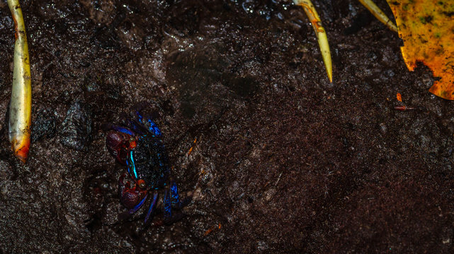 Crustaceae Images – Browse 61 Stock Photos, Vectors, and Video | Adobe ...