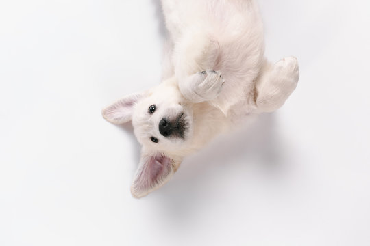 "Cute Images – Browse 24,354,542 Stock Photos, Vectors, and Video ...