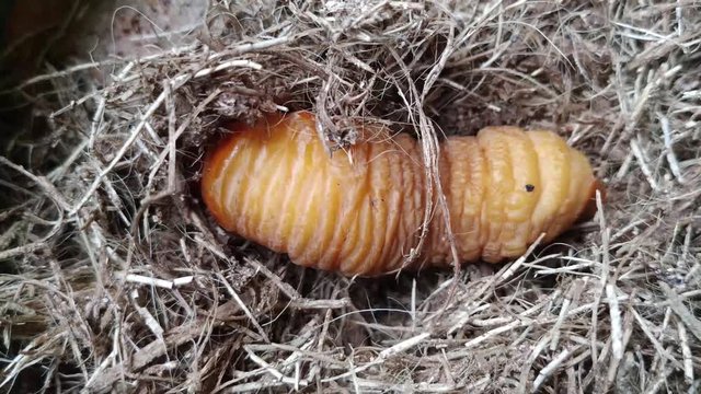 Chontacuro Bilder – Durchsuchen 30 Archivfotos, Vektorgrafiken und ...