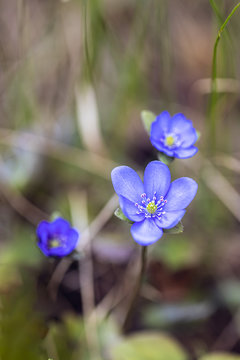 รูปภาพLeberblume – เลือกดูภาพถ่ายสต็อก เวกเตอร์ และวิดีโอ99 | Adobe Stock
