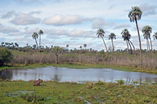 Ronsoco Images – Browse 58 Stock Photos, Vectors, and Video | Adobe Stock