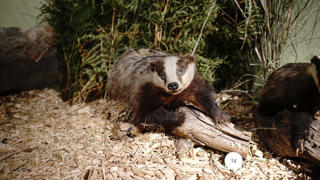 「Stinktier」の画像 - 86 件の Stock 写真、ベクターおよびビデオ | Adobe Stock