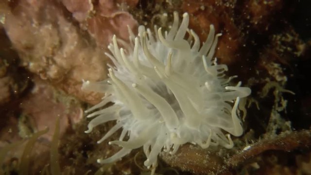 「Anemonae」の写真素材 | 73件の無料イラスト画像 | Adobe Stock