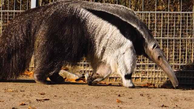 "Lesser Anteater" Images – Browse 871 Stock Photos, Vectors, and Video ...