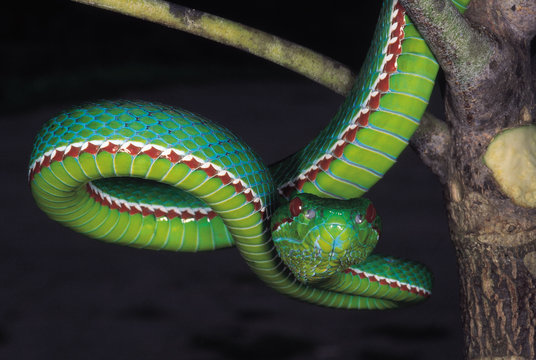 รูปภาพPit-Viper – เลือกดูภาพถ่ายสต็อก เวกเตอร์ และวิดีโอ74 | Adobe Stock