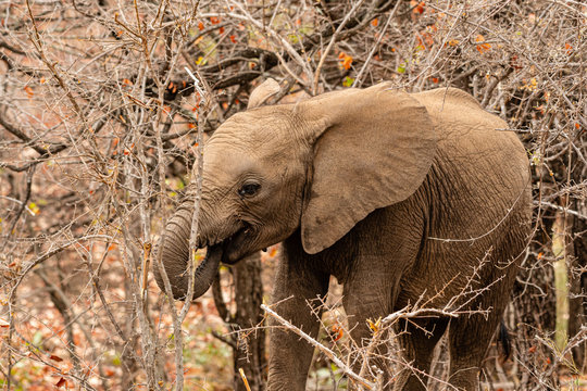 Pachiderma 画像 - 参照 820 Stock 写真、ベクターおよびビデオ | Adobe Stock