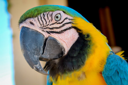 Papagai Bilder – Durchsuchen 213 Archivfotos, Vektorgrafiken und Videos ...