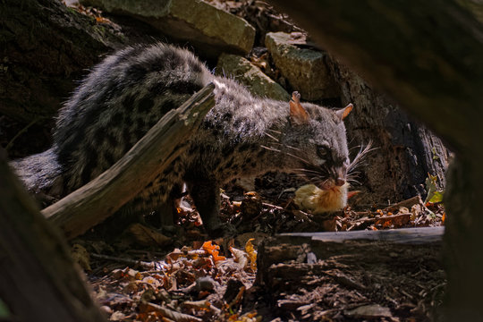 「Genette」の写真素材 | 53件の無料イラスト画像 | Adobe Stock