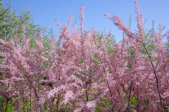 Tamarisk Images – Browse 2,657 Stock Photos, Vectors, and Video | Adobe ...