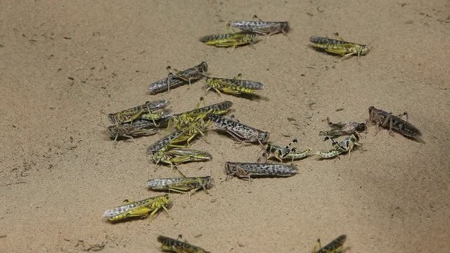 "Desert Locust" Images – Browse 674 Stock Photos, Vectors, and Video ...