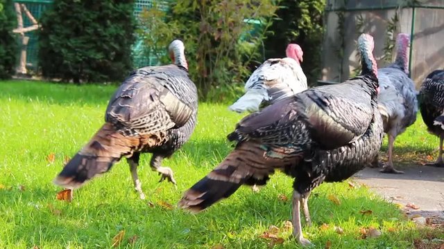 "Male Turkey" Bilder – Durchsuchen 229 Archivfotos, Vektorgrafiken und ...