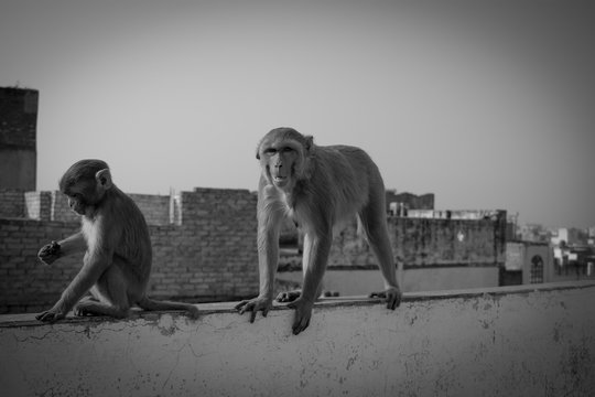 Angry Langur Images – Browse 74 Stock Photos, Vectors, and Video ...