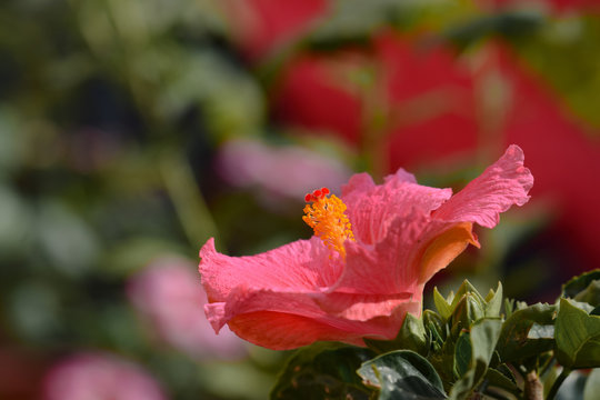 Gudhal Images – Browse 70 Stock Photos, Vectors, and Video | Adobe Stock