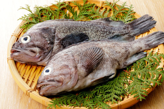 Jacopever Images – Browse 21 Stock Photos, Vectors, and Video | Adobe Stock