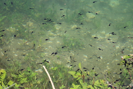 Tadpole bilder – Bläddra bland 11,967 stockfoton, vektorer och videor ...