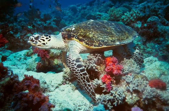 「Testudinata」の画像 - 8,476 件の Stock 写真、ベクターおよびビデオ | Adobe Stock