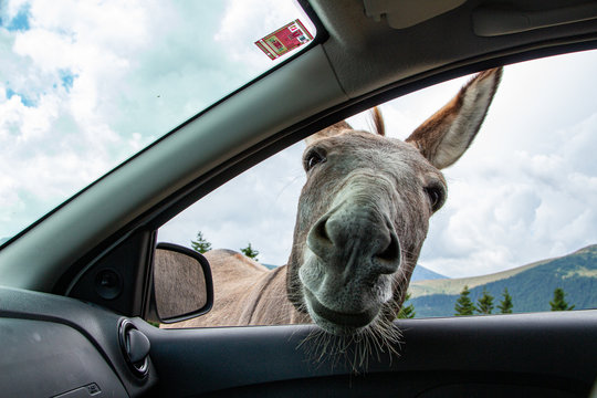 Transal-Bilder: Stock-Fotos & -Videos. | Adobe Stock