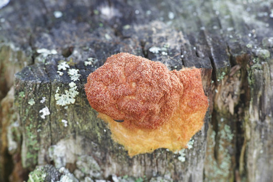 Imágenes de Aethalium: descubre bancos de fotos, ilustraciones ...