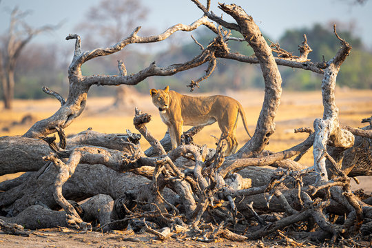 「Hwange」の画像 - 2,730 件の Stock 写真、ベクターおよびビデオ | Adobe Stock