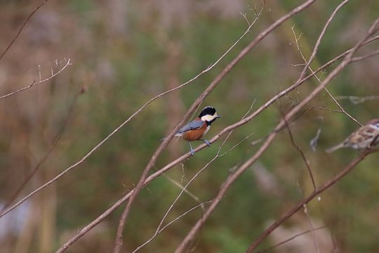 Otterrute Bilder – Durchsuchen 103 Archivfotos, Vektorgrafiken und ...