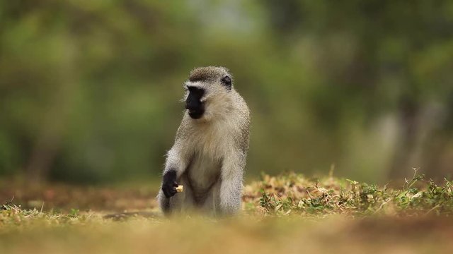 Grivet Images – Browse 1,449 Stock Photos, Vectors, and Video | Adobe Stock