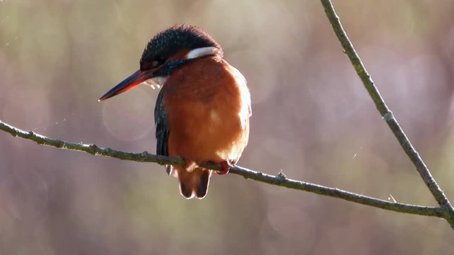 Späht Bilder – Durchsuchen 207 Archivfotos, Vektorgrafiken und Videos ...