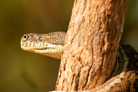"Carpet Python" Images – Browse 782 Stock Photos, Vectors, and Video ...