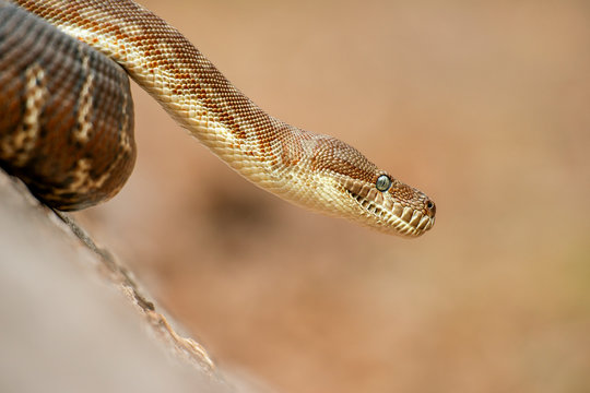 "Carpet Python" Images – Browse 782 Stock Photos, Vectors, and Video ...